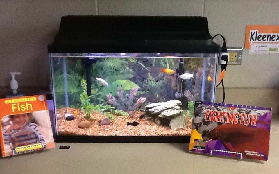 5 Options for Choosing a Classroom Pet - Safegard Classes Online